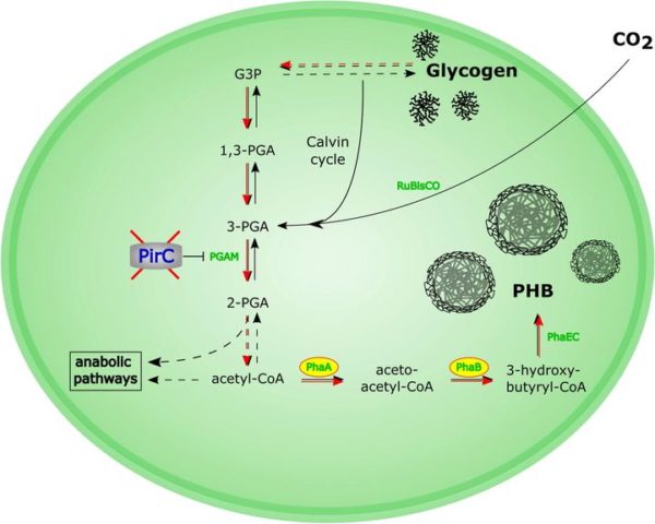 Bacteria Could Provide Eco-Friendly Plastics « Fabbaloo