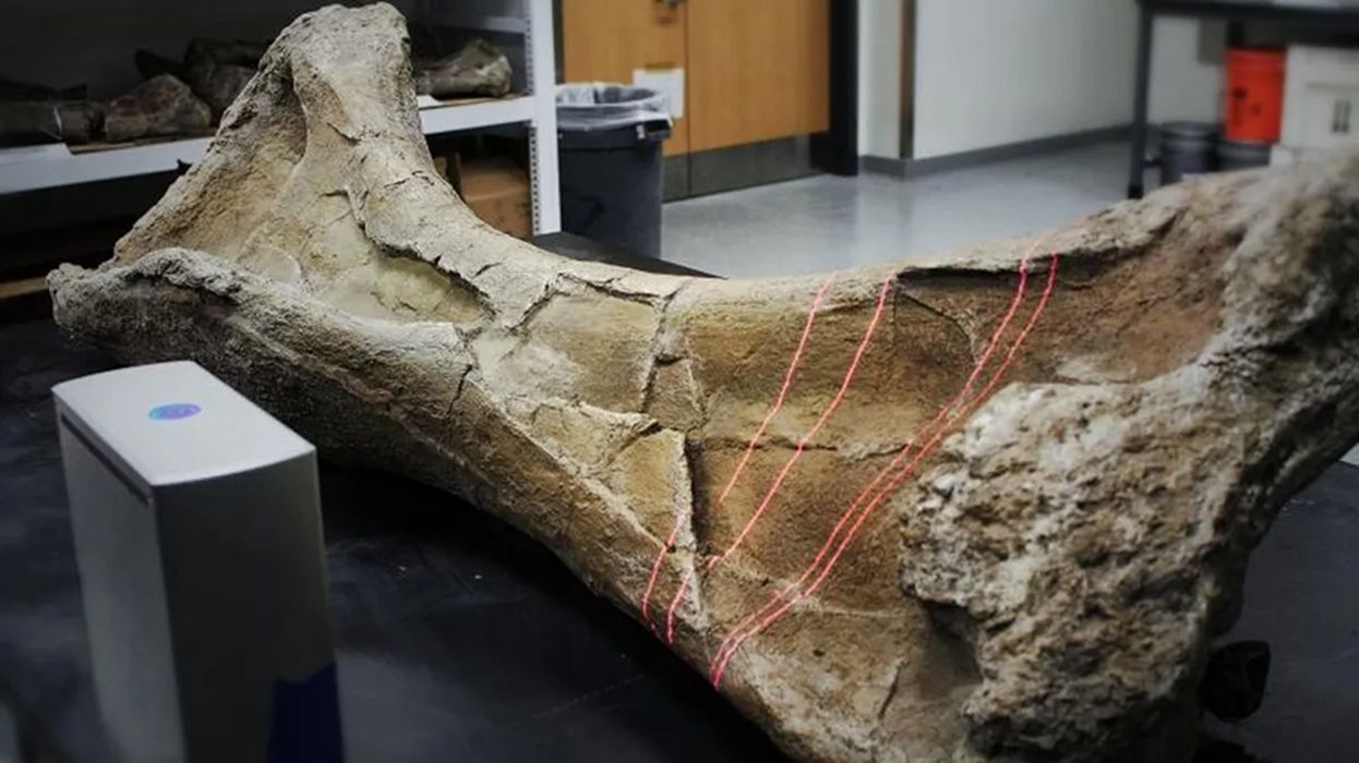 Dinosaurs and 3D Printing « Fabbaloo