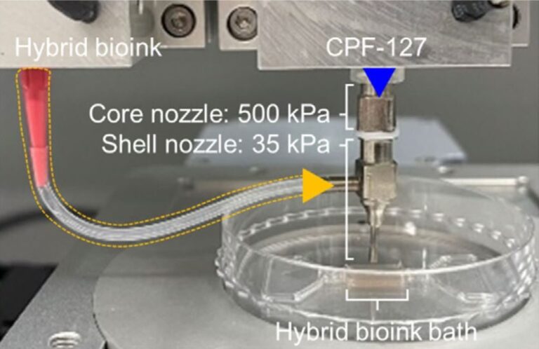 Researchers 3D Print Functional Blood Vessels Using Custom Bioink ...